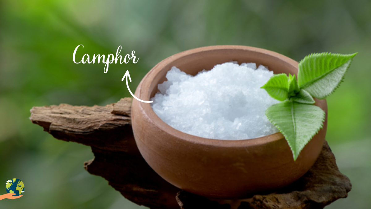 Camphor: पूजा के लिए ही नहीं बल्कि स्वास्थ्य के लिए भी उपयोगी होता है ...